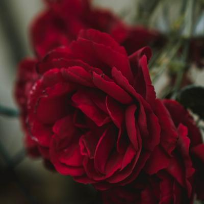 Red Rose in Bloom During Daytime Full HD - KDE Store