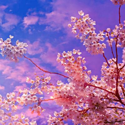 Cherry Blossom - KDE Store