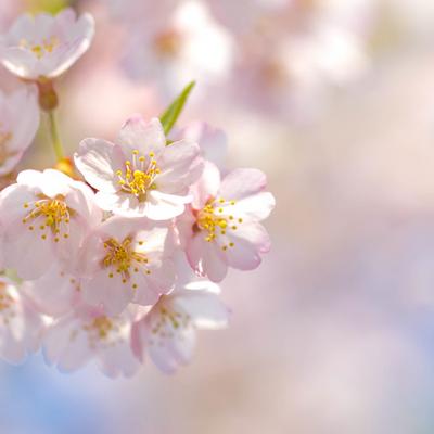 White Cherry Blossom in Close up Photography Full HD - KDE Store