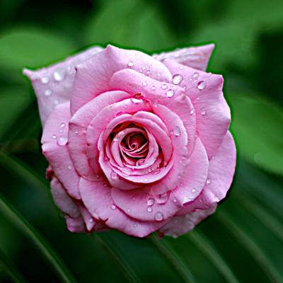 Pink Rose in Bloom During Daytime Full HD - KDE Store
