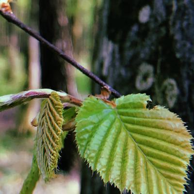 Vegetation Full HD - KDE Store