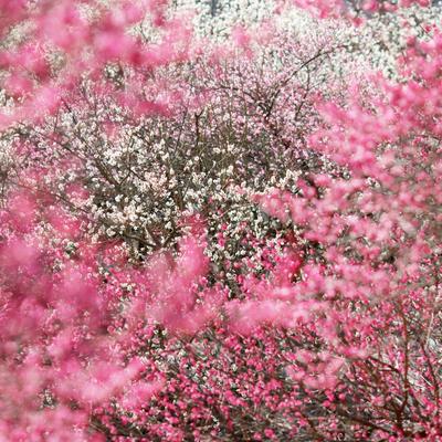 Cherry Blossom - KDE Store