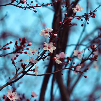 Pink Cherry Blossom in Close up Photography Full HD - KDE Store