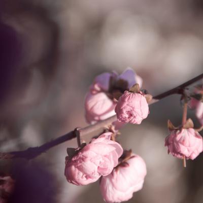Pink Flowers in Tilt Shift Lens Full HD - KDE Store