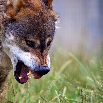 Brown Wolf on Green Grass During Daytime Full HD - KDE Store