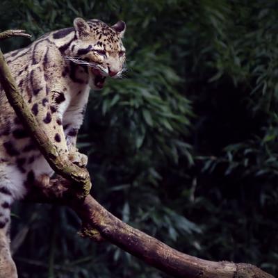 Leopard on Brown Tree Branch Full HD - KDE Store