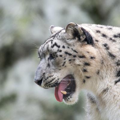 White and Black Leopard on Gray Rock Full HD - KDE Store