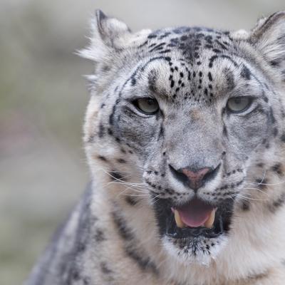 White and Black Leopard on Green Grass During Daytime Full H - KDE Store