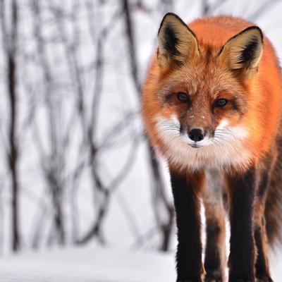 Brown Fox on Snow Covered Ground During Daytime Full HD - KDE Store