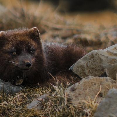 Brown Animal on Gray Rock During Daytime Full HD - KDE Store