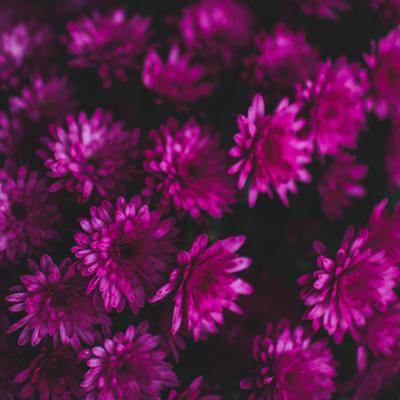 Pink Flowers in Macro Lens Full HD - KDE Store