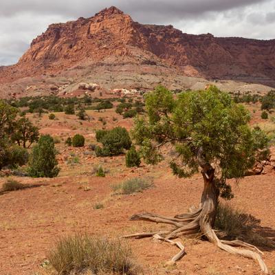 Wilderness - KDE Store