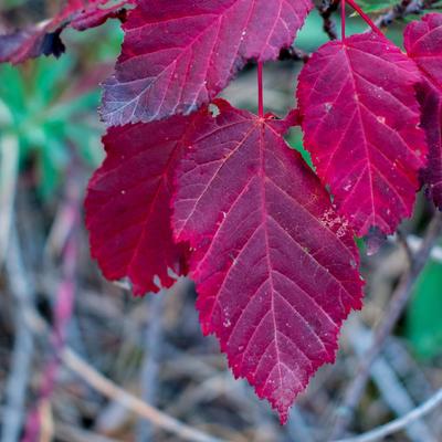 Maple Leaf - KDE Store