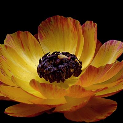 Yellow Flower in Black Background Full HD - KDE Store