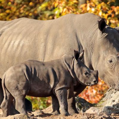 Gray Rhinoceros on Gray Rock During Daytime Full HD - addons.videolan.org
