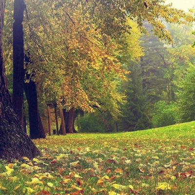 Green Grass Field With Trees Full HD - KDE Store