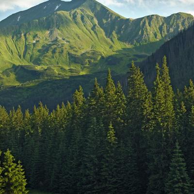 Green Pine Trees Near Mountain During Daytime Full HD - KDE Store