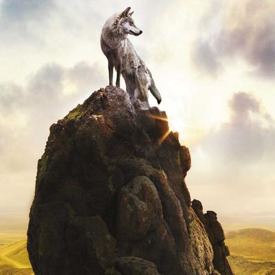 Gray Wolf on Brown Rock Full HD - KDE Store