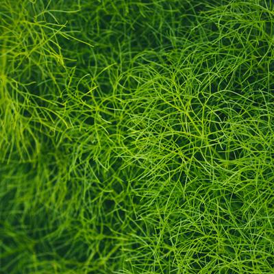 Vegetation - KDE Store