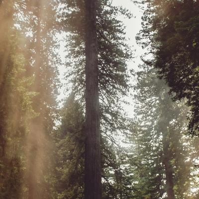 Old Growth Forest - KDE Store