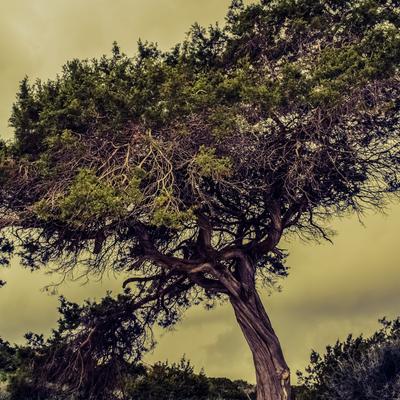 Green Tree Under White Clouds Full HD - KDE Store