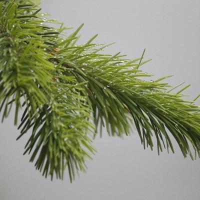 Green Leaf Plant in Close up Photography Full HD - KDE Store