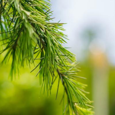 Green Leaf Plant During Daytime Full HD - KDE Store