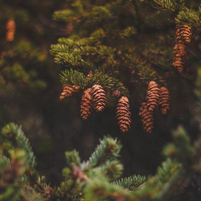 Green Pine Tree in Close up Photography Full HD - KDE Store
