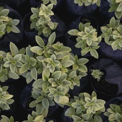 Green Plant on Black Stone Full HD - KDE Store