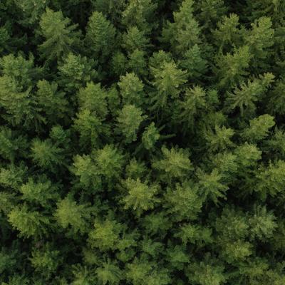 Vegetation - KDE Store