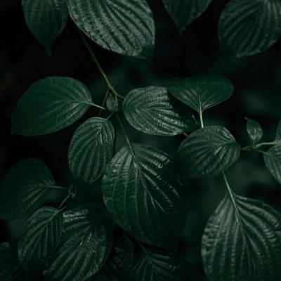 Dark Green Leaves - KDE Store