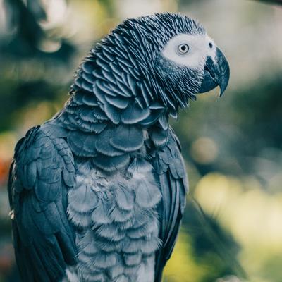 Gray and White Bird on Brown Wooden Stick Full HD - KDE Store