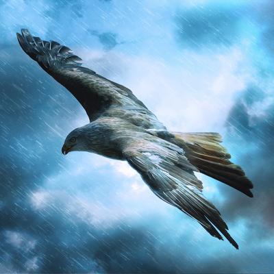 Black Bird Flying Under Blue Sky Full HD - KDE Store