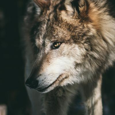 Grey Wolf Aestheti - KDE Store