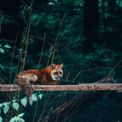 Brown Fox on Brown Wooden Log Full HD - KDE Store