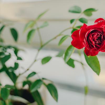 Red Rose in Bloom During Daytime Full HD - KDE Store