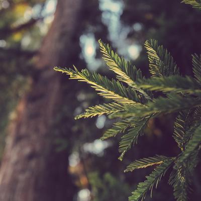 Green Pine Tree in Close up Photography Full HD - KDE Store