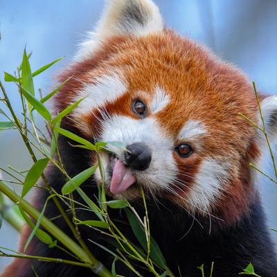 Red Panda on Green Plant During Daytime Full HD - KDE Store