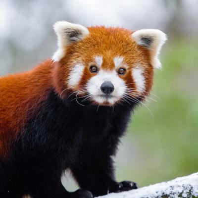 Red Panda on Tree Branch During Daytime Full HD - KDE Store