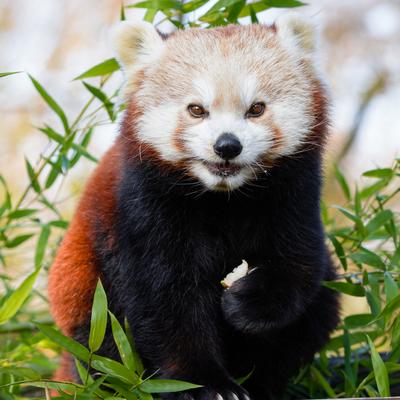 Red Panda on Green Grass During Daytime Full HD - KDE Store
