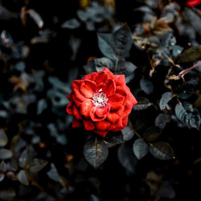 Red Rose in Bloom During Daytime Full HD - KDE Store