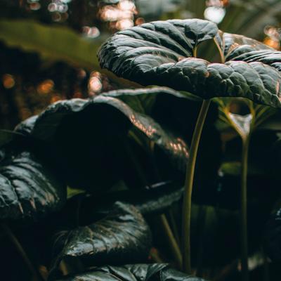 Vegetation - KDE Store