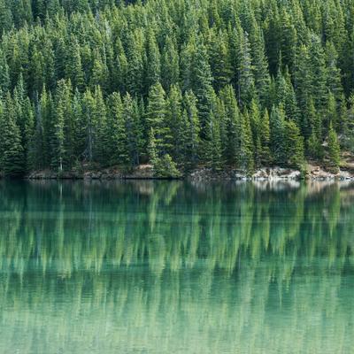 Pine Trees by Water - KDE Store