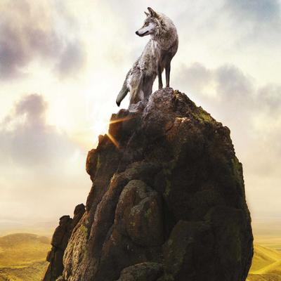 Gray Wolf on Brown Rock Formation Under White Clouds During - KDE Store