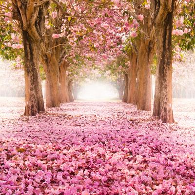 Cherry Blossom - KDE Store