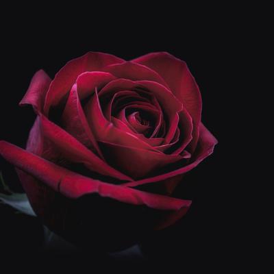 Red Rose in Black Background Full HD - KDE Store