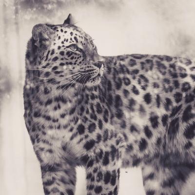 Grayscale Photo of Leopard on White Background Full HD - KDE Store
