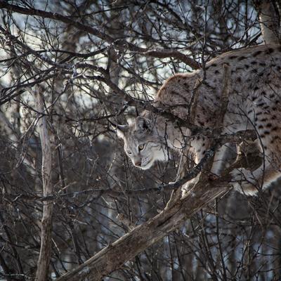 Brown and Black Leopard on Brown Tree Branch During Daytime - KDE Store