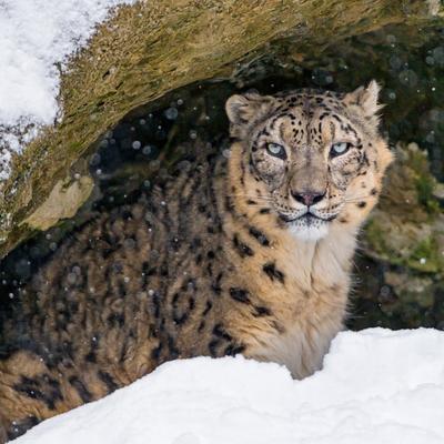 Snow Leopard - KDE Store