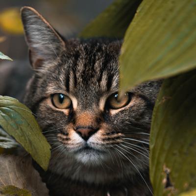 Brown Tabby Cat on Green Leaves Full HD - KDE Store